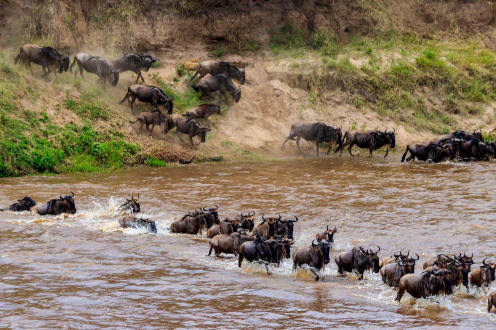 Serengeti Safari in Tanzania